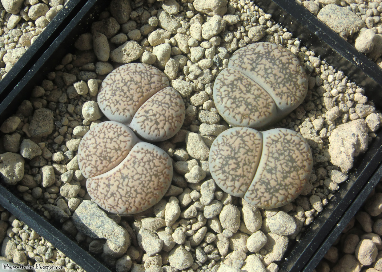 Lithops Stories: New lithops 2017 - Part 1 (14 pics)