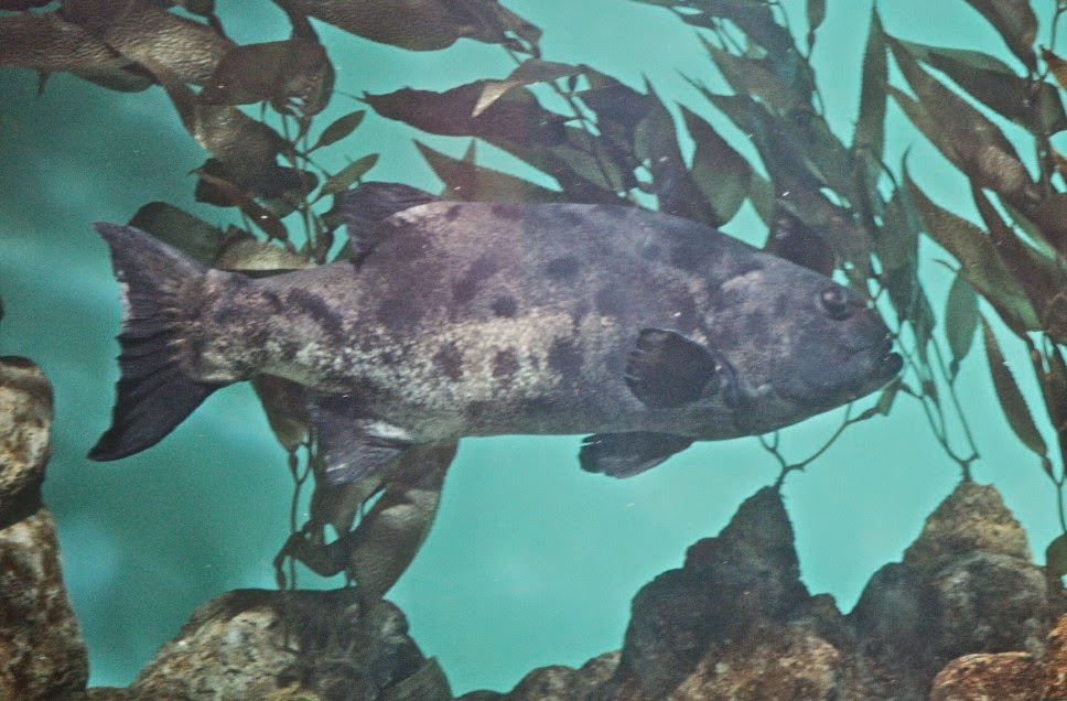 Hunting and Fishing: Impressive incredible fish fishing giant Goliath ...