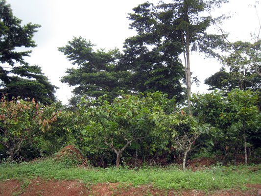 Pictures of African Cocoa Farming: Rainforest Alliance (2)