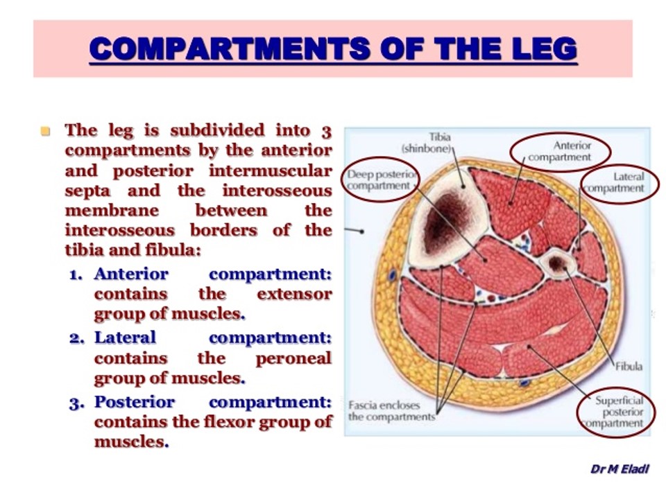 ANTERIOR COMPARTMENT OF LEG