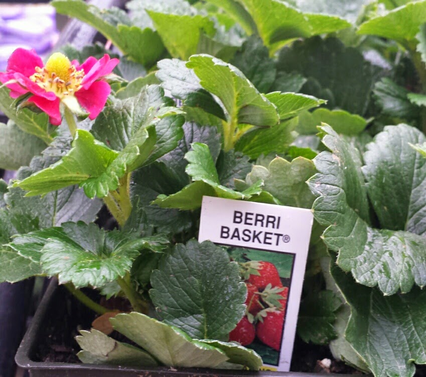 Star Nursery Blog: Berry Good