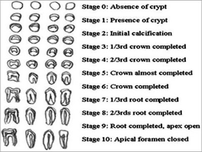 Dentosphere : World of Dentistry: Nolla's Stages of Tooth Development