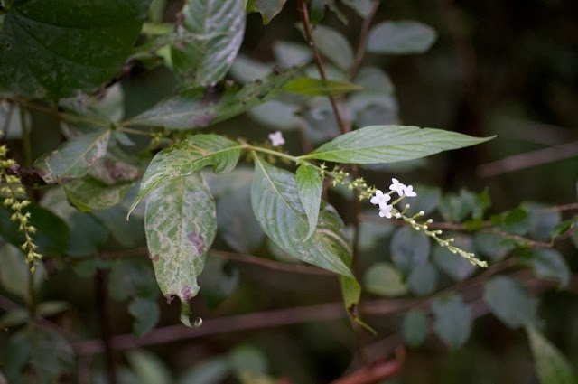 Flora de Puerto Rico Ilustrada Papo Vives: RUBIACEAE-RABO DE RATON ...