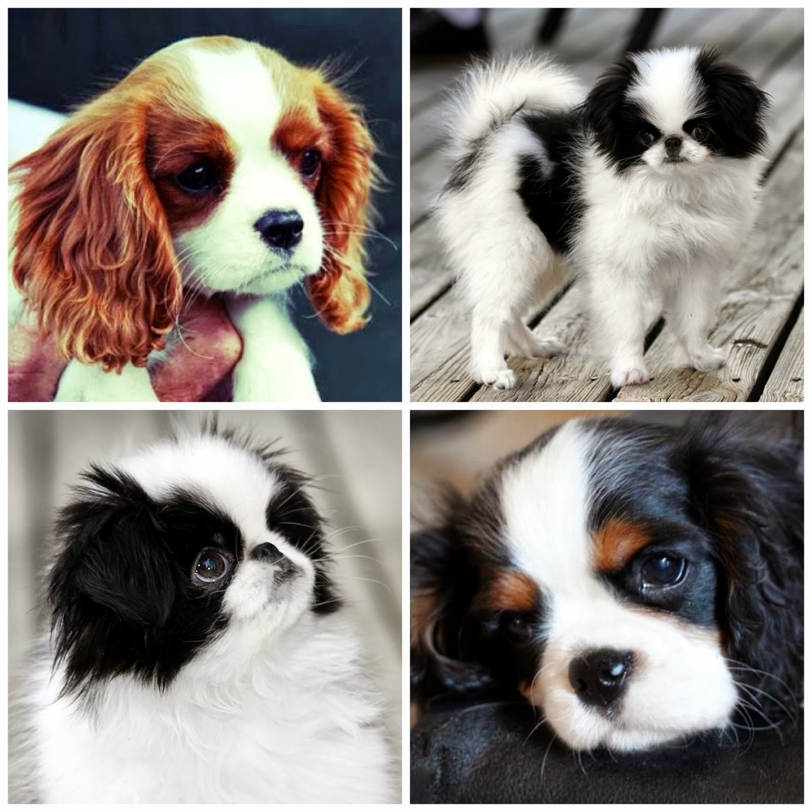 Vouges Dogblog: VALPAR/PUPS