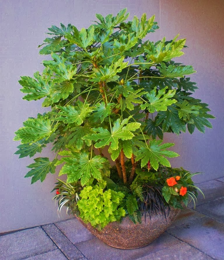 Urban Landscape, Native Landscape: Fatsia japonica