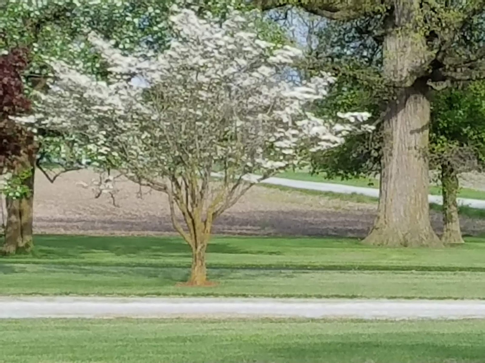 SheJunks: Bone Marrow Transplant....