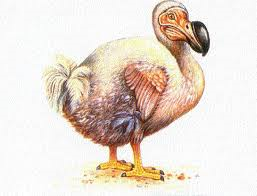 Stories at Play: The Resurrection of the Dodo