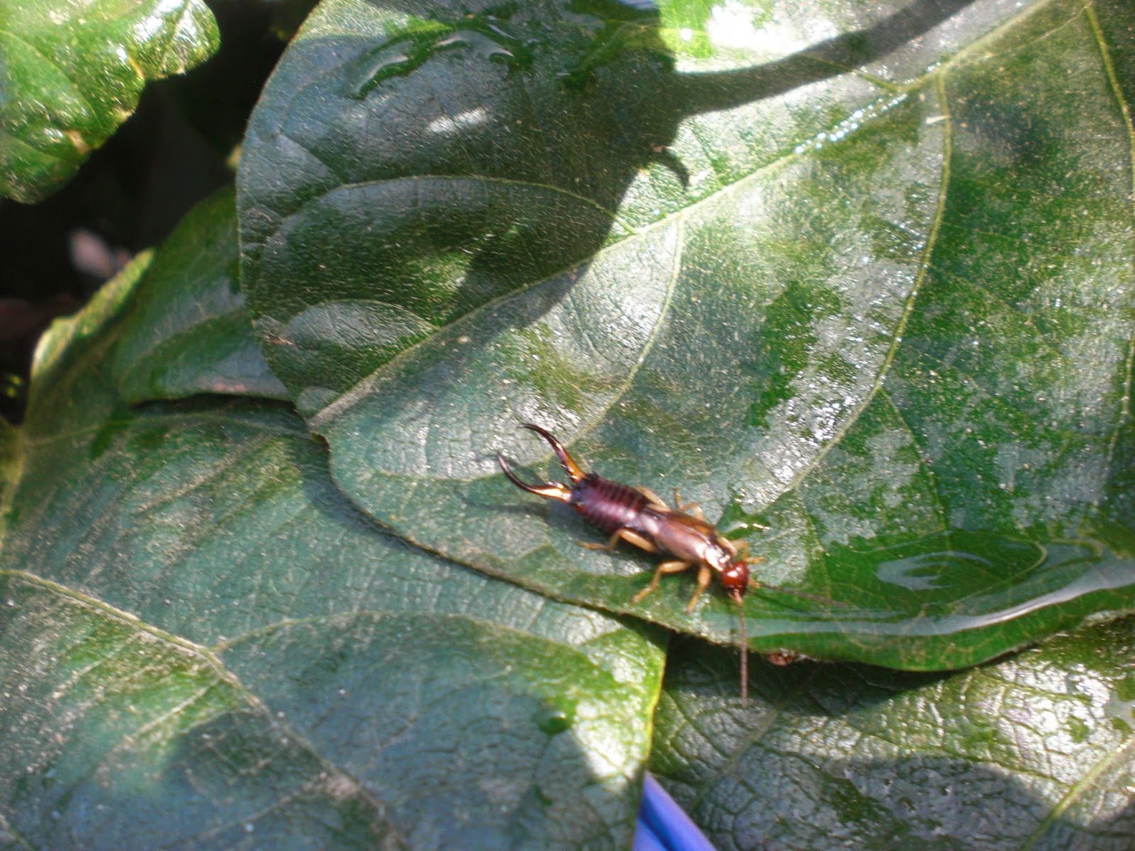 Perfumes y luces de Extremadura: Tijereta, Forficula auricularia.