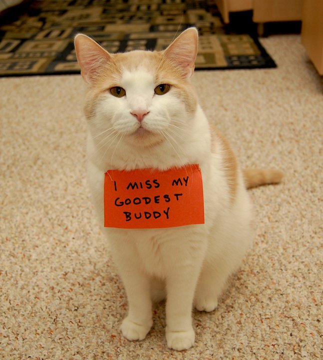 Sharing Funny cats - part 180 (40 pics + 10 gifs) Love ~ I Love Funny ...