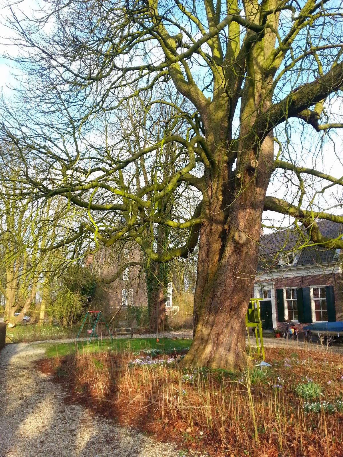 Rebecca: Boom knuffelen