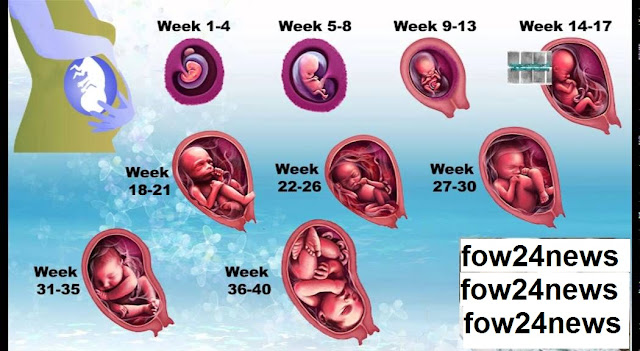 Pregnancy: When Does Life Begin? - FOW 24 NEWS