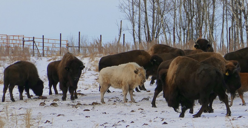 Past Presence: Spirit Bison