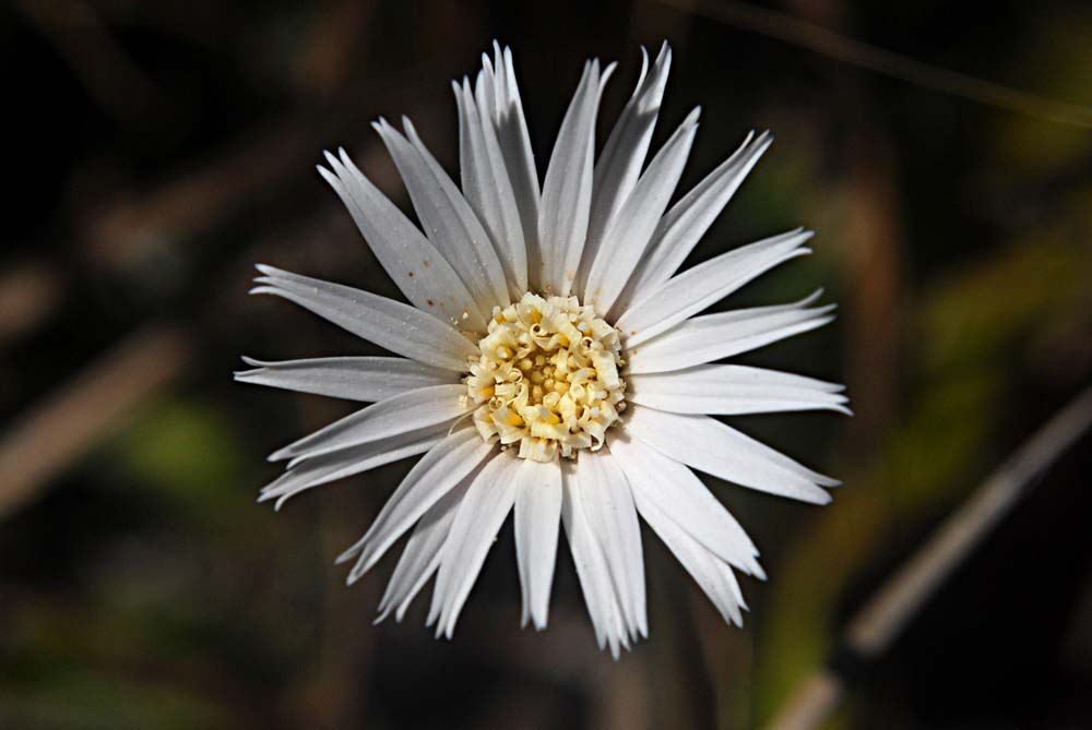 Space Coast Wildflowers: Tosohatchee WMA, January 20, 2012