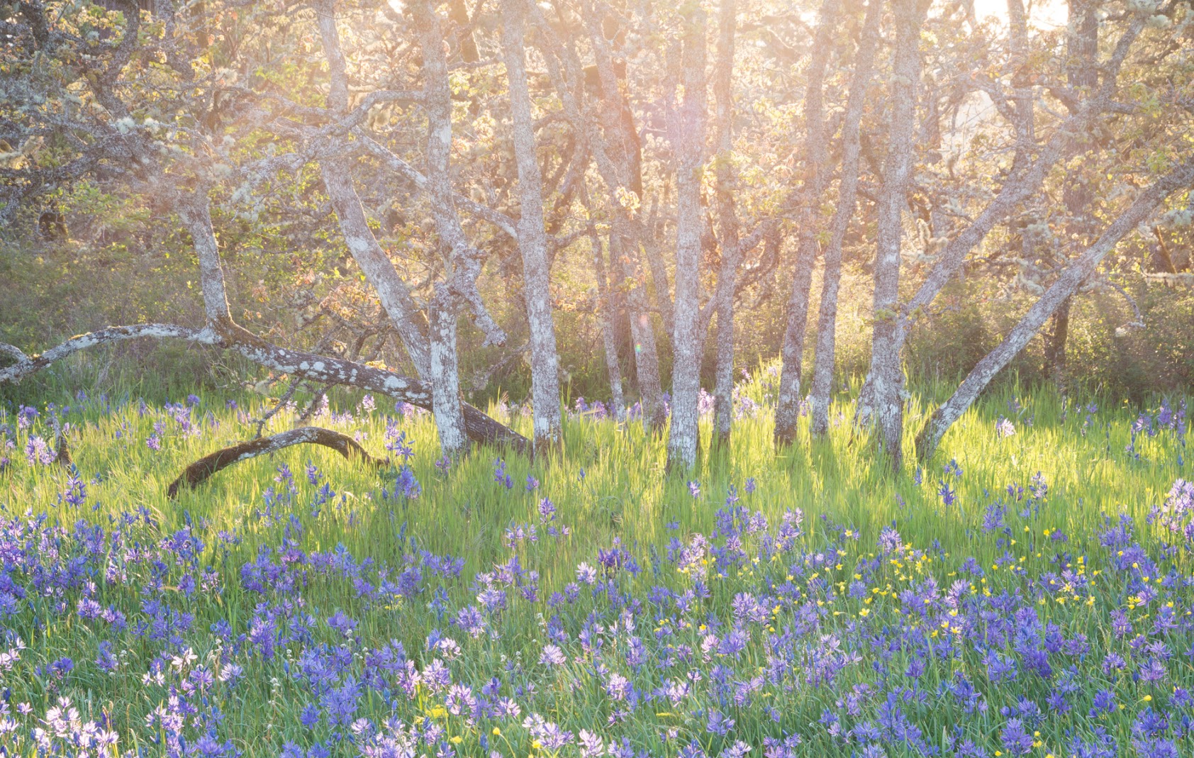 The (almost) Lost Garry Oak Woodlands