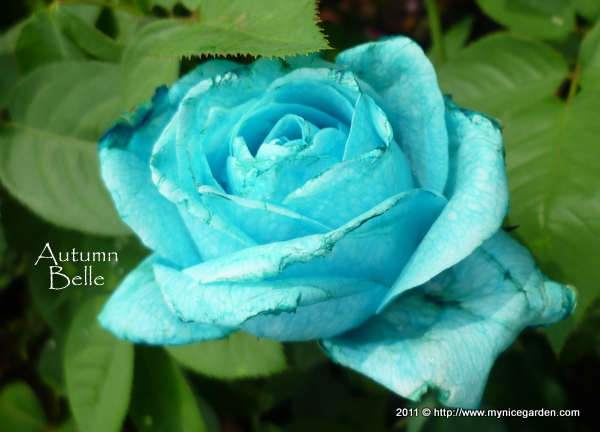 My Nice Garden: Blue Roses at Floria 2011
