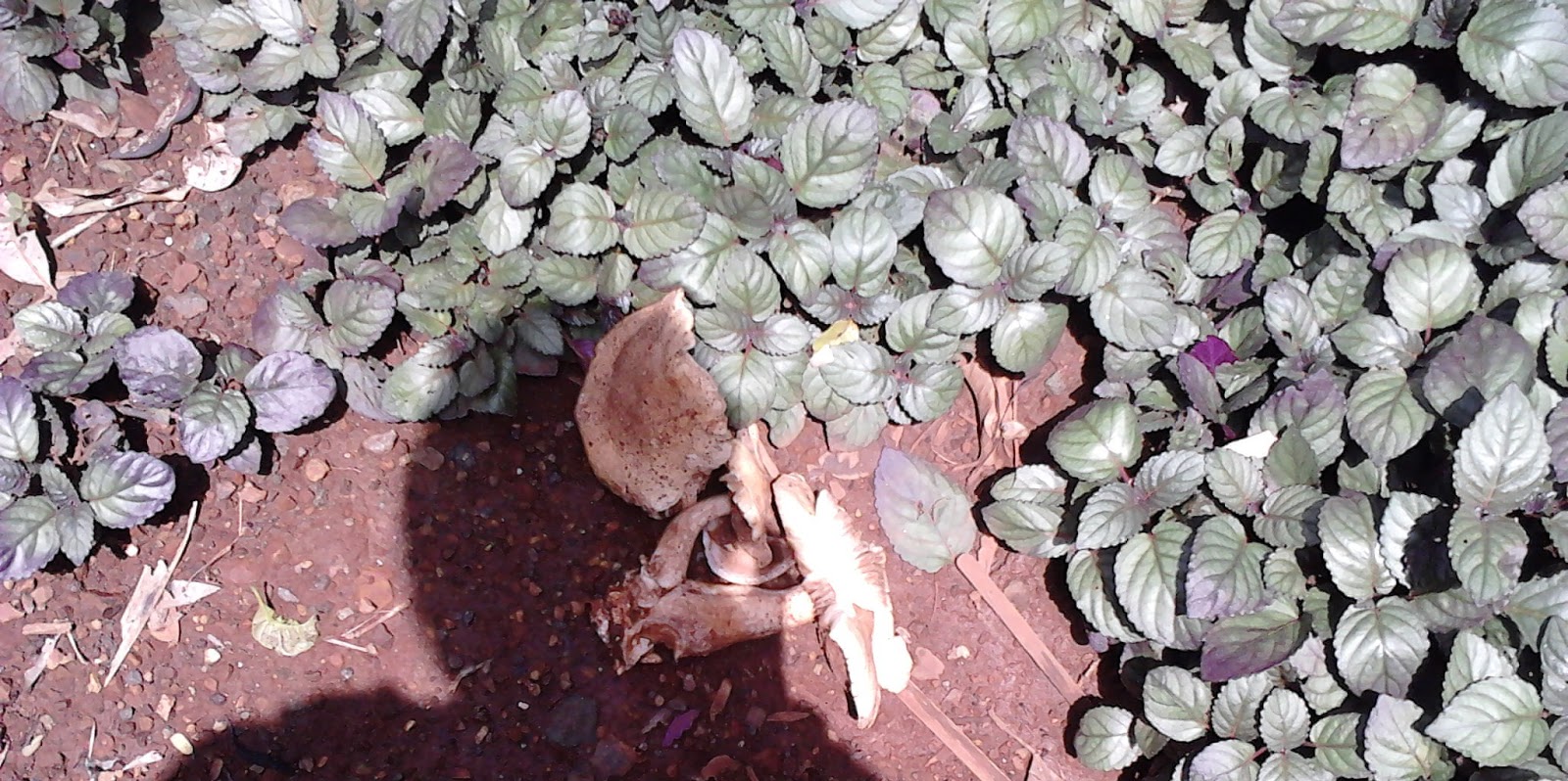 Garden Care Simplified: Red Champa Frangipani Flowering Plant Care and ...