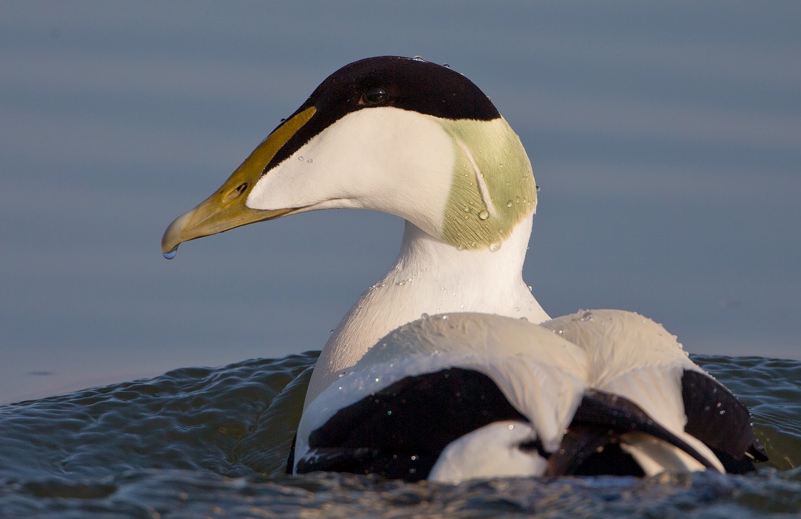 Kenny Isaksson Wildlife Photographer: Ejder på västkusten. Eider on the ...