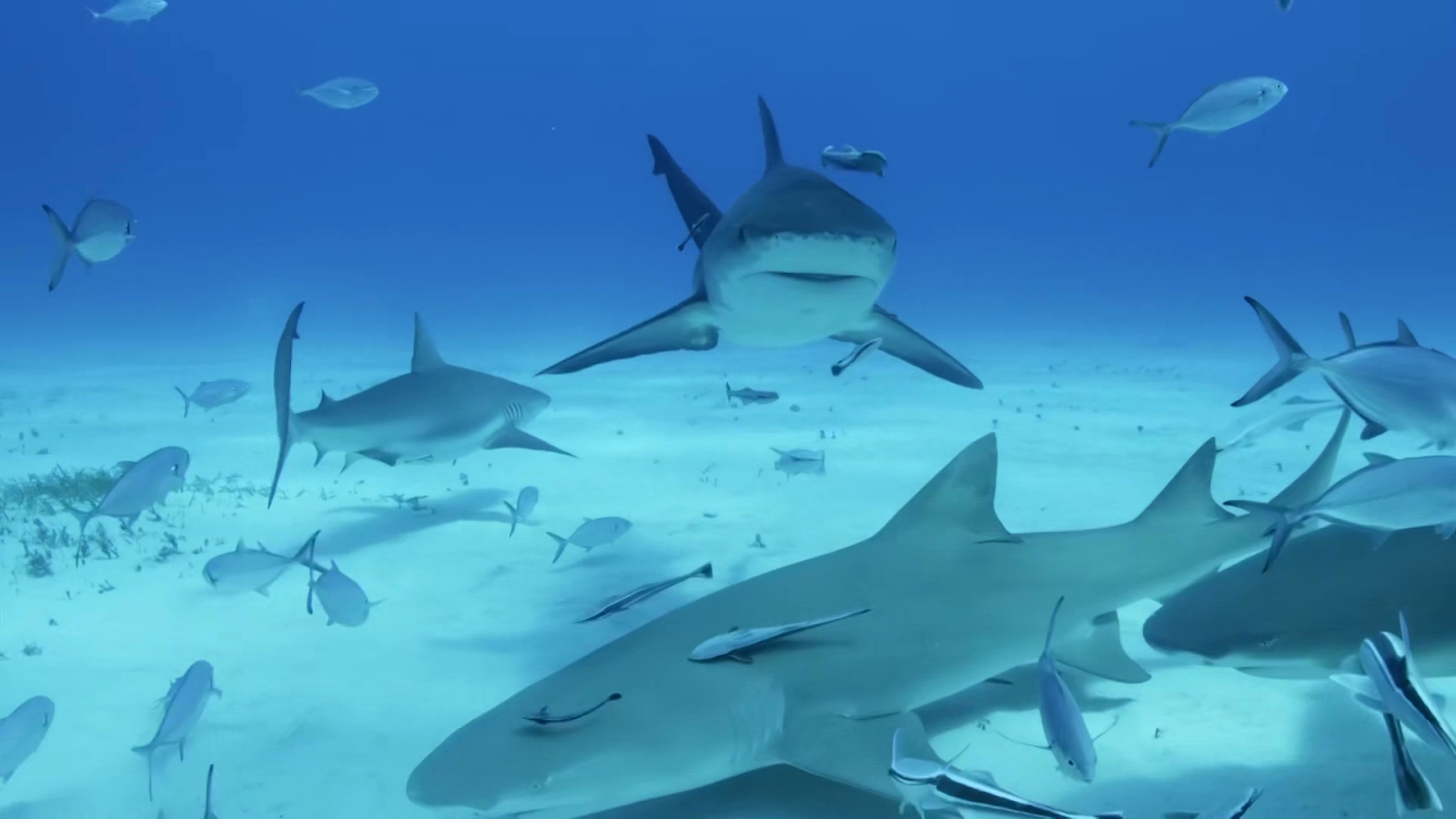 Asadal: BBC Blue Planet Revisited 1/2: A Sharks Tale (2020)