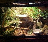 Leopard Gecko Center: April 2012