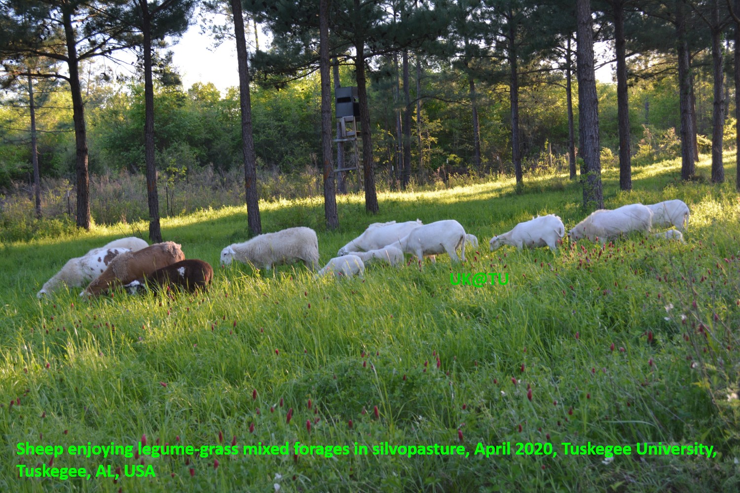Livestock Communication: Cool-Season Grazing for Small Ruminants