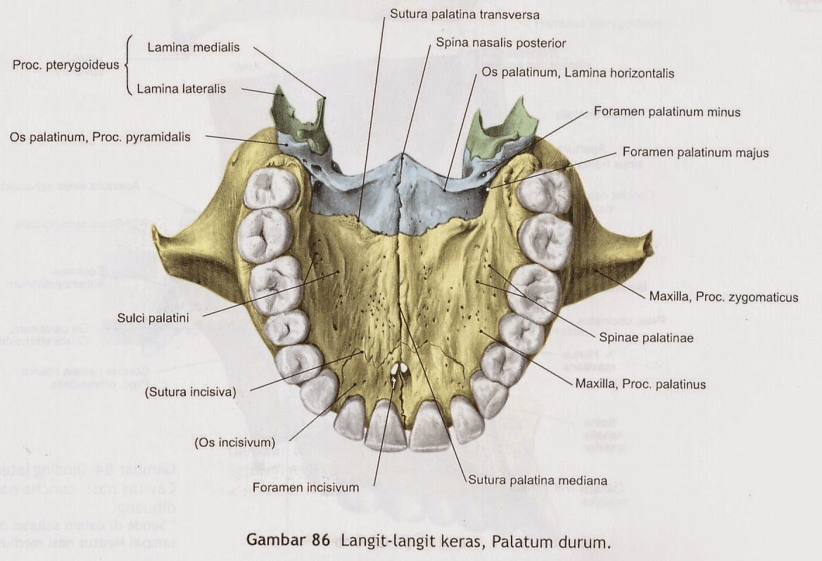 X-Ray Sparrow: Anatomi Cranium