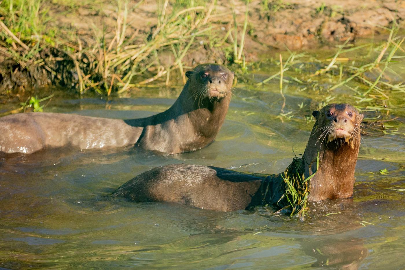 Argentina: El proyecto de Rewilding en el Parque Iberá en Corrientes es ...