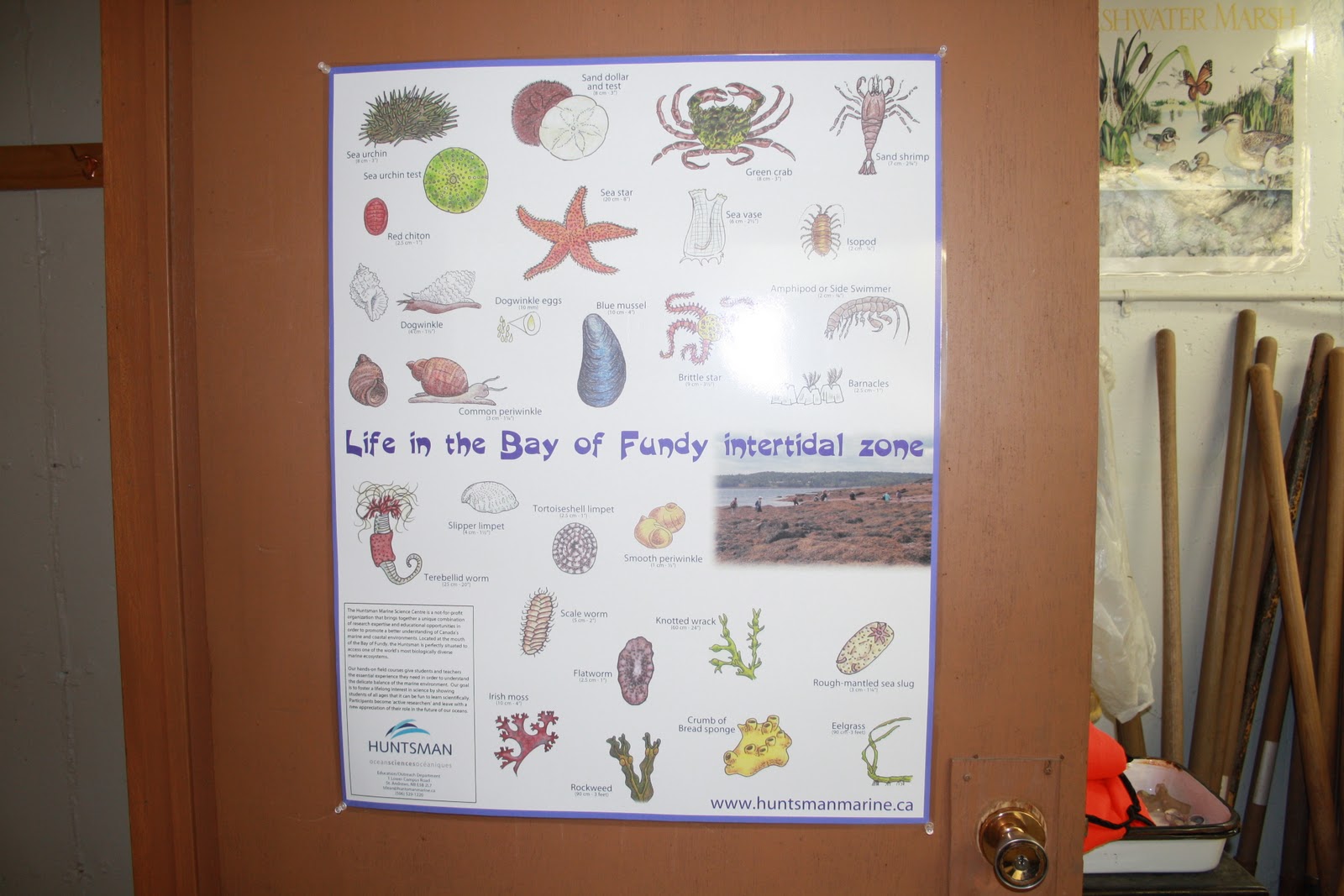 Huntsman Marine Science Centre: Marine Biology Posters