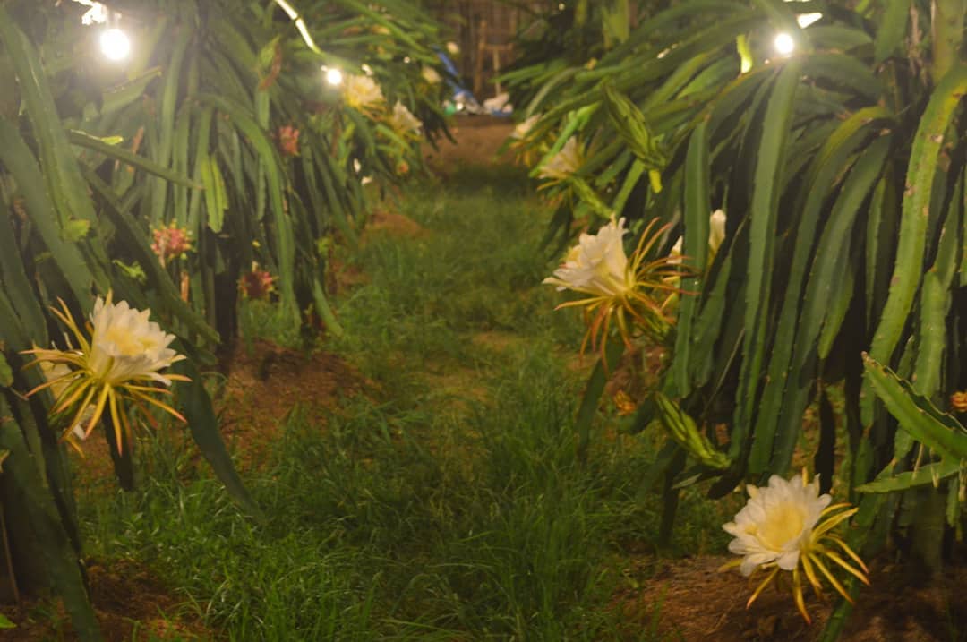 AGROWISATA ASTAGA DRAGON, PENGUNJUNG BISA PETIK BUAH NAGA LANGSUNG DARI ...