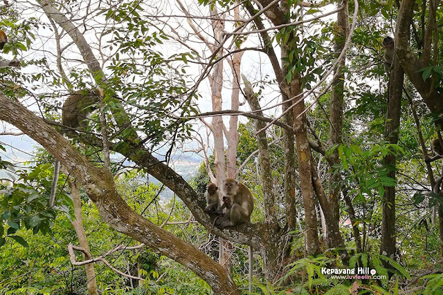 Kepayang Hill 芙蓉【印度山】登高远望赏美景 - 乐飞翎 ♥ LUVFEELIN
