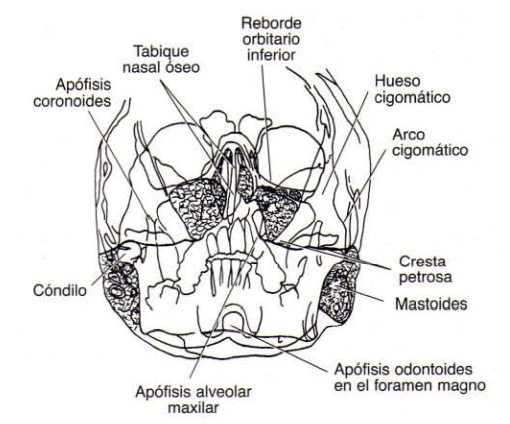PARIETOACANTIAL (METODO DE WATERS)