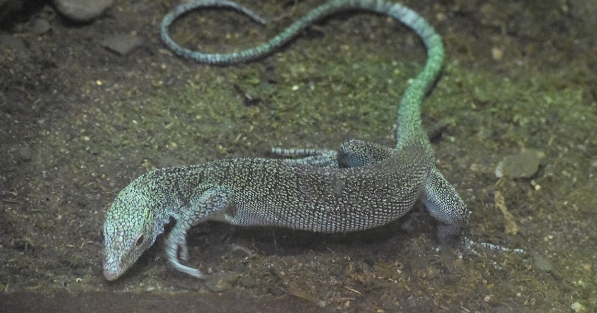 ZOOTOGRAFIANDO (6.096 ANIMALS): VARANO ARBORÍCOLA DE BIAK / BIAK TREE ...