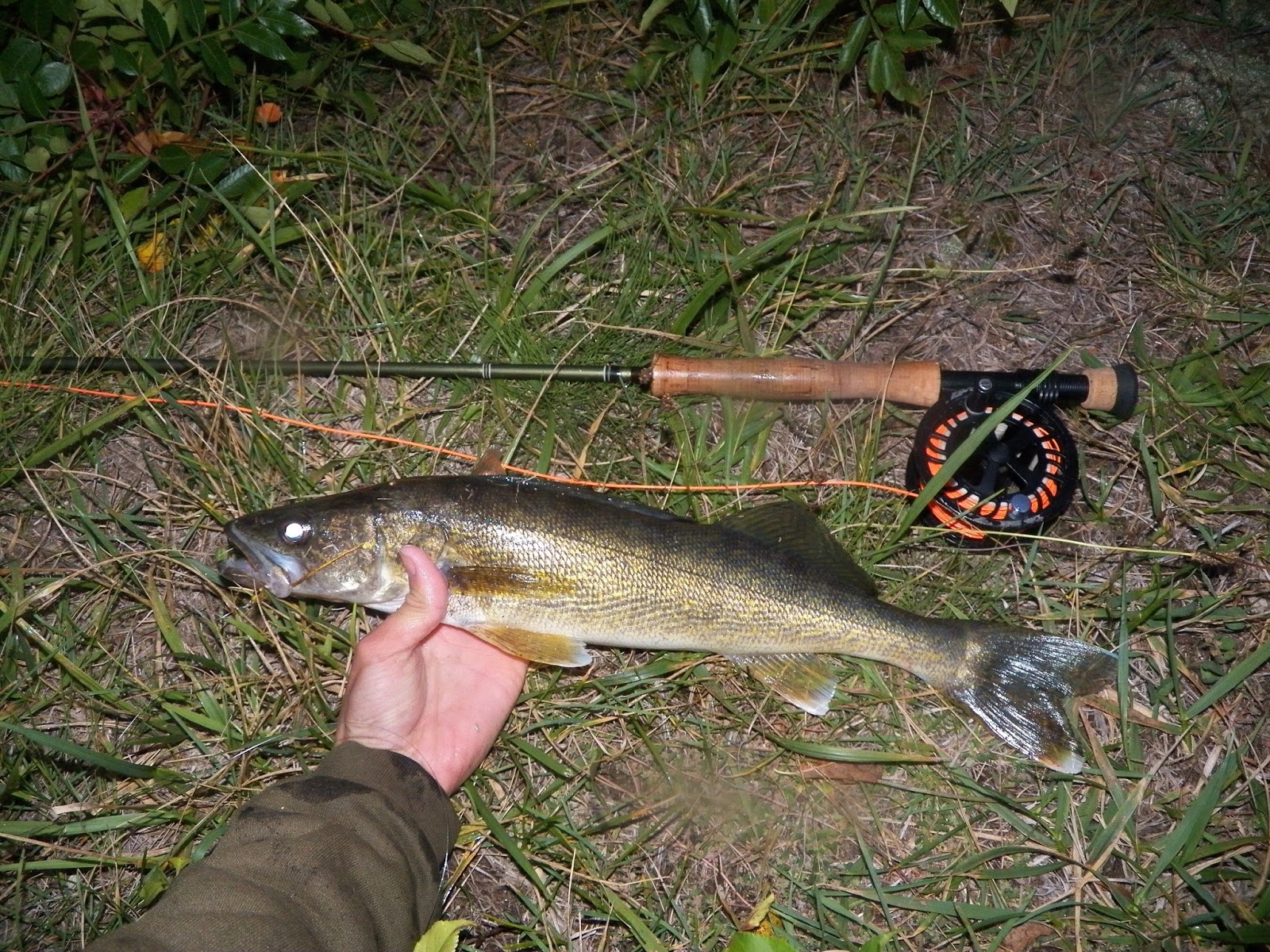 Connecticut Fly Angler: Wiggle Tails and Walleye