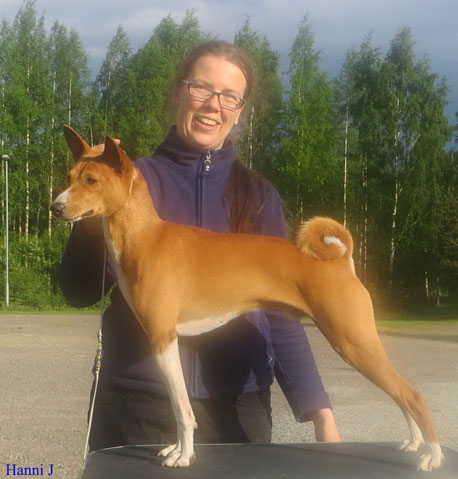 Perrada Unican Basenjit: Basenjin pentuja talvella 2013