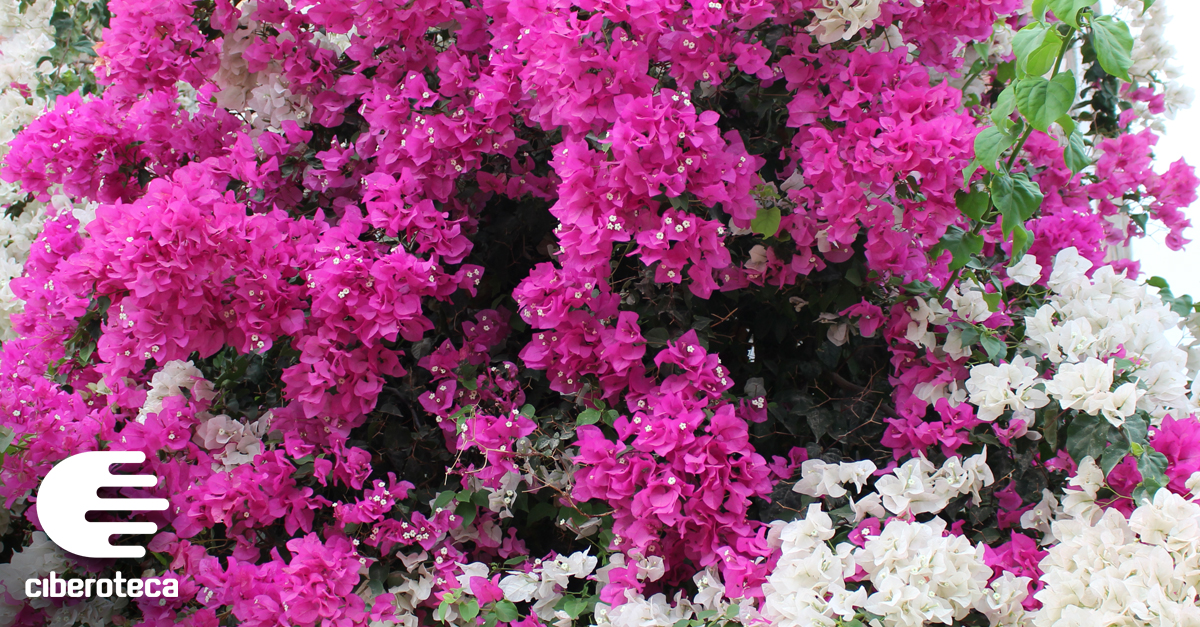 Papelillo: Hermosa flor de papel | Ciberoteca - Ciberoteca