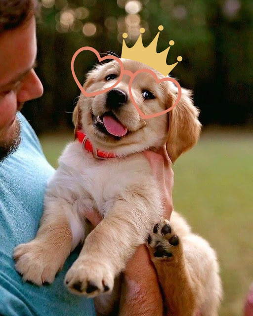 ANIMALS TIME : The best 10 Dogs edited pics (las 10 mejores fotos ...