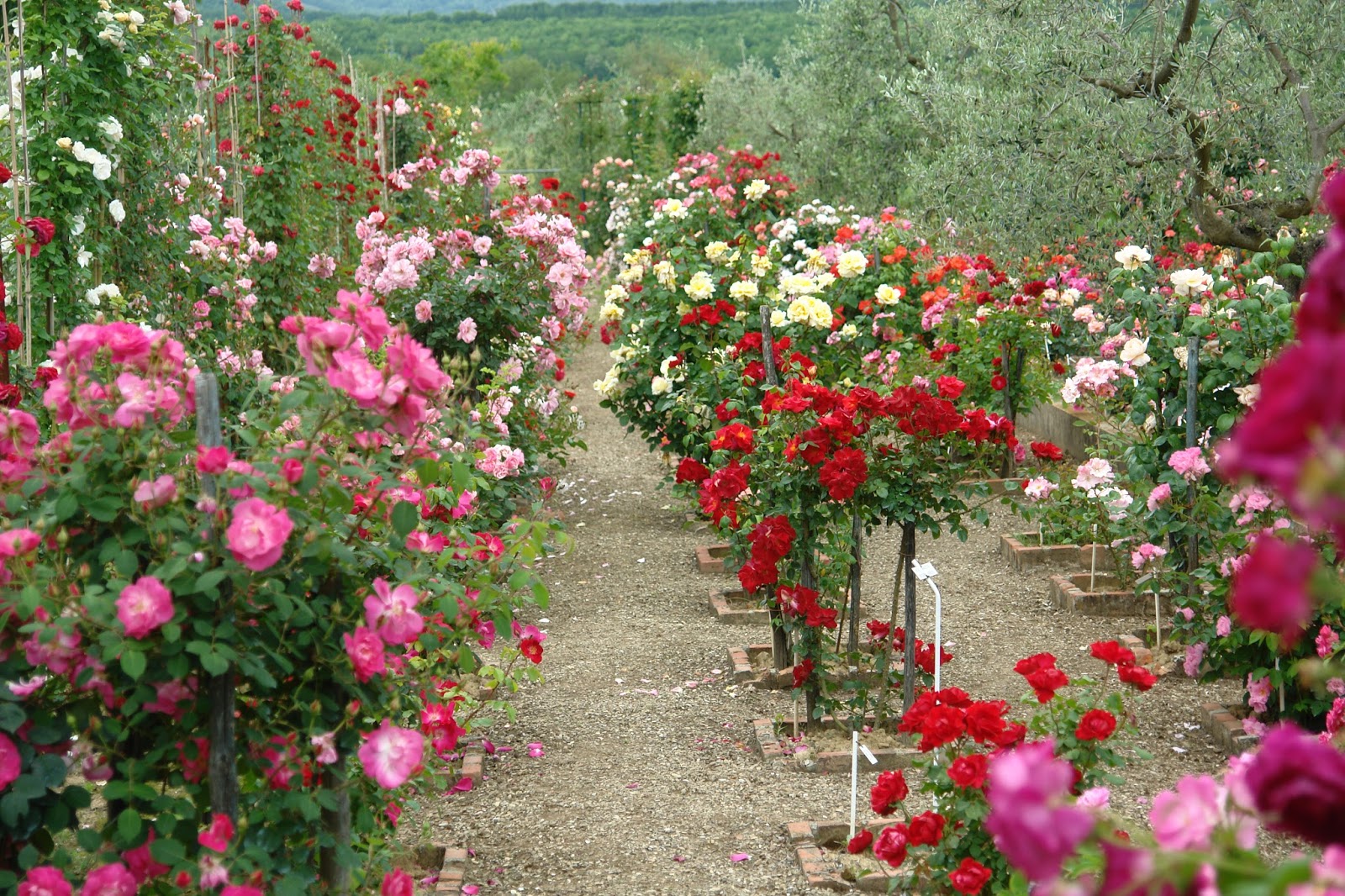 Leggere a lume di candela.: Audur Ava Ólafsdóttir, “Rosa candida” ed. 2012