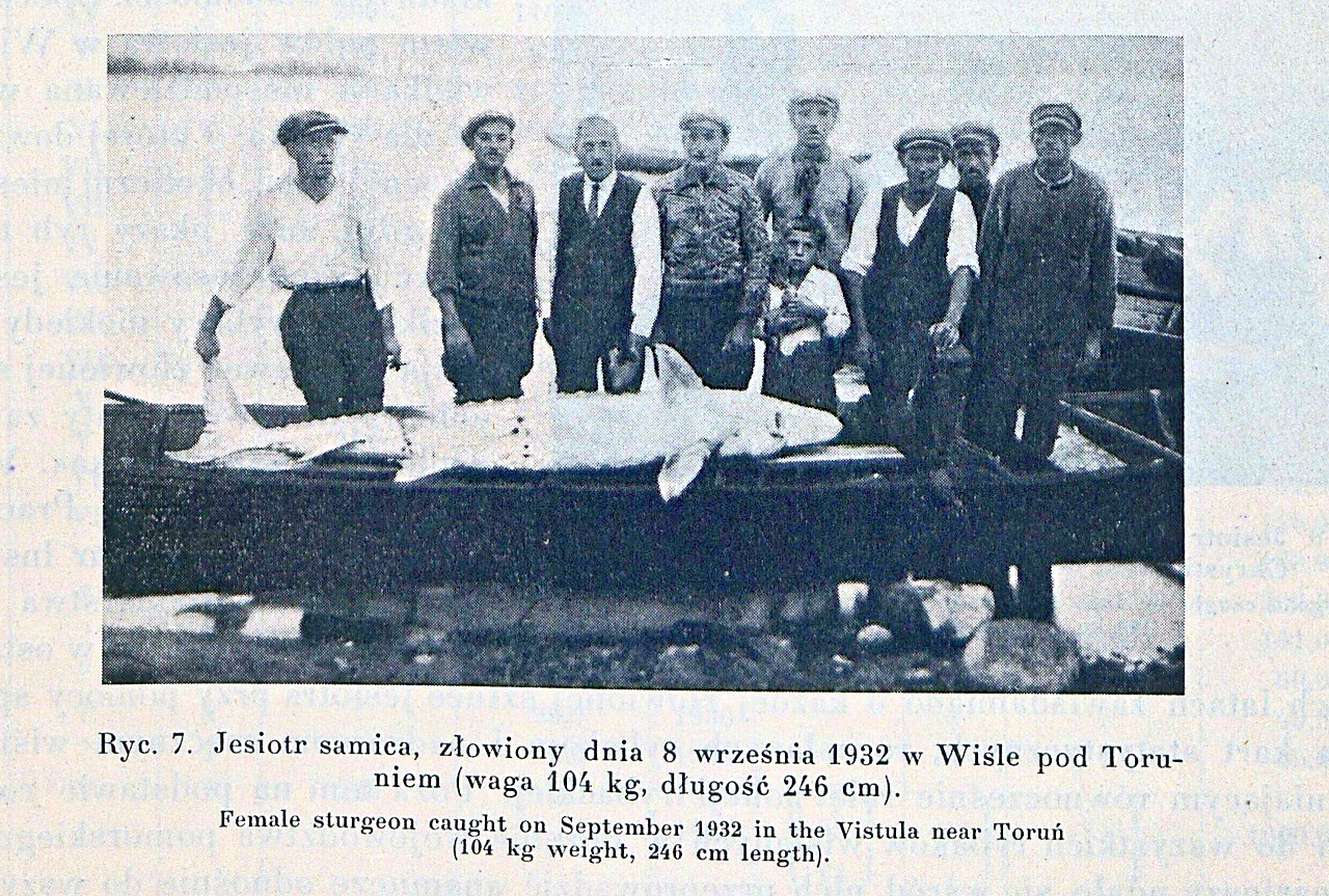 Jesiotry pod mostem chwaliszewskim czyli kawior po poznańsku