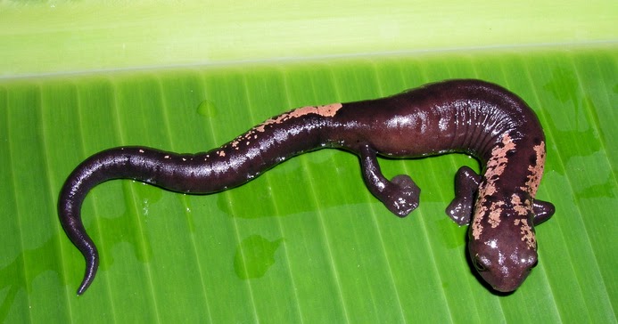 ECOSISTEMAS DE COSTA RICA: URODELOS