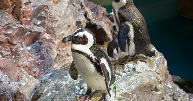 Exhibit Galleries Blog: Countershading Camouflage!