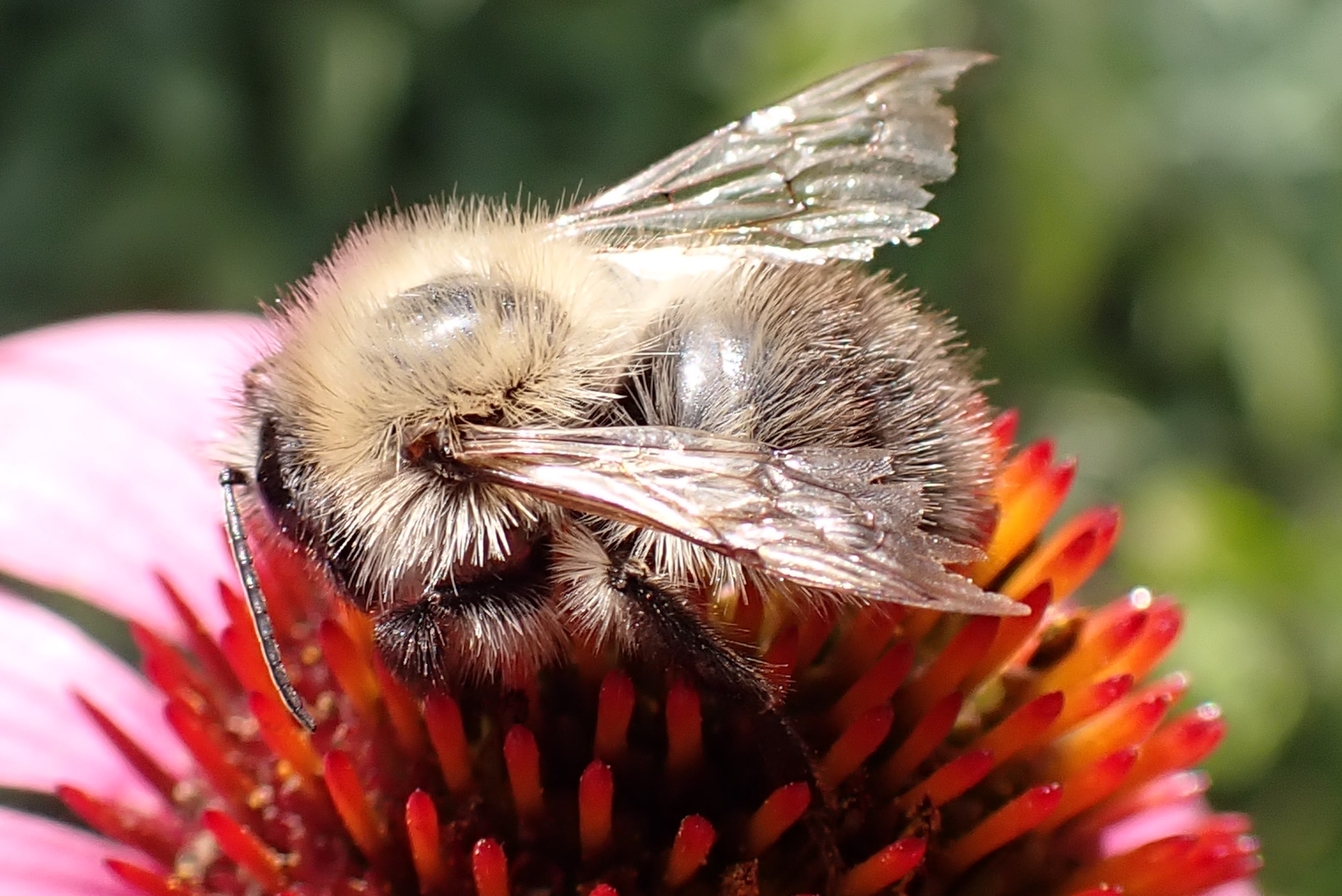 Common Carder Bee