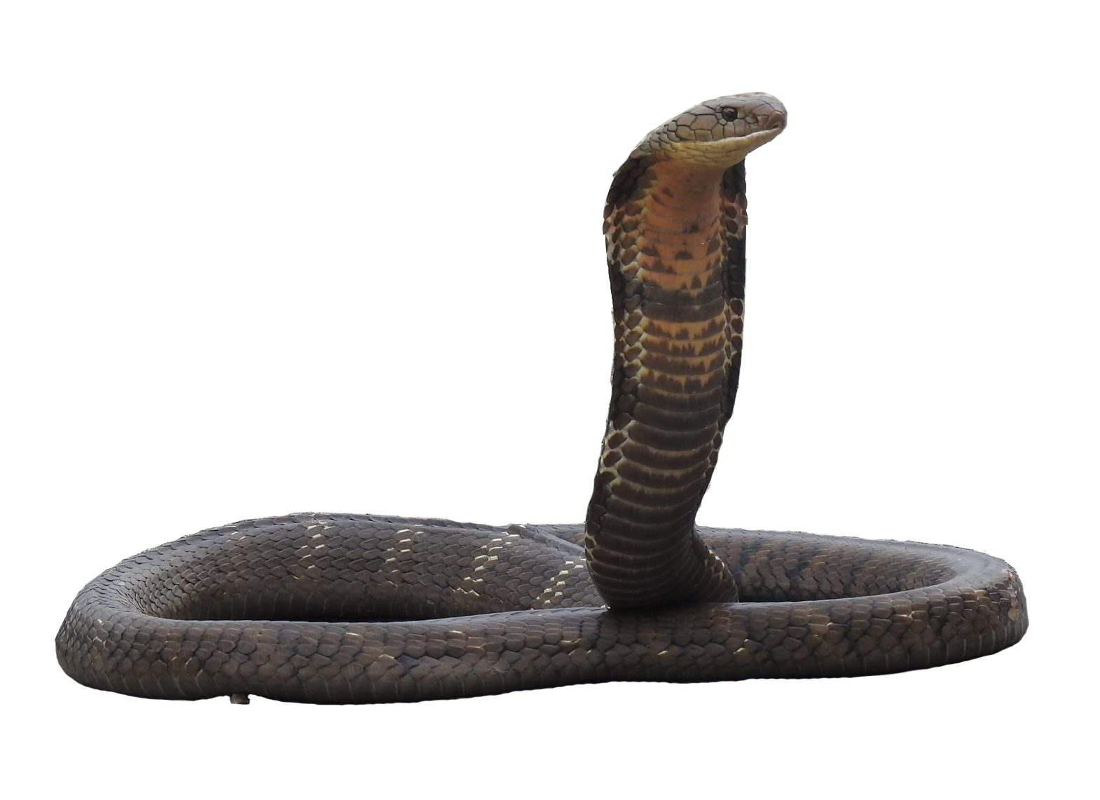 A Bhutanese Herpetographer: A Guide to the Reptiles of Bhutan