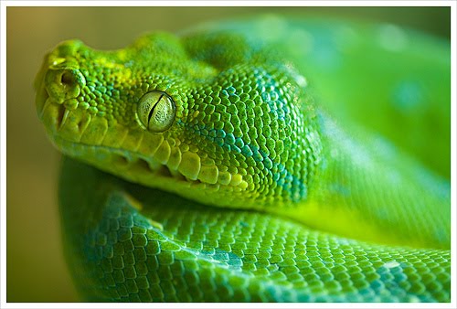 Green Tree Python