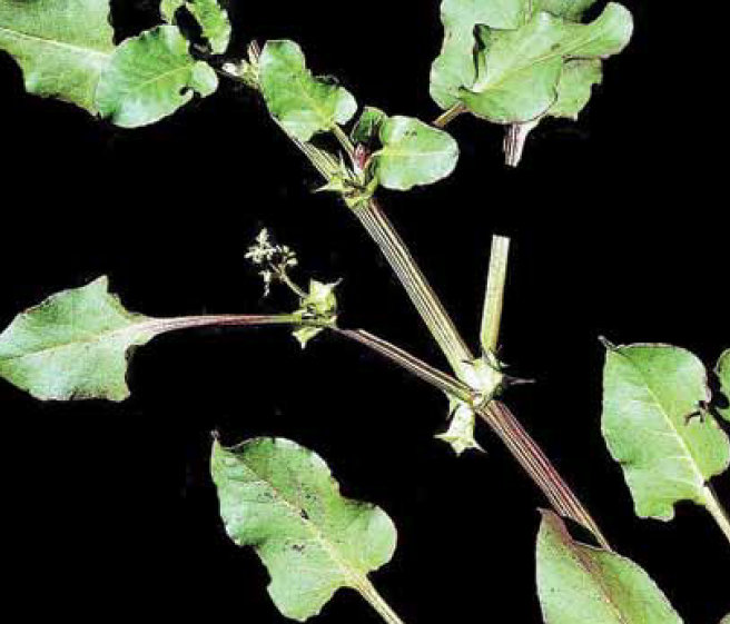 Cycling with Jimmy Bee : CYCLISTS BEWARE of the SPINY EMEX