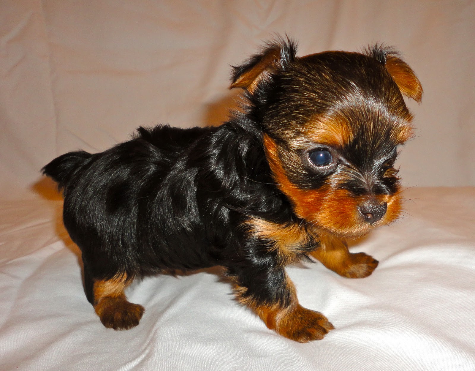 Courtney's AKC Yorkies: Puppies 4 Weeks Old