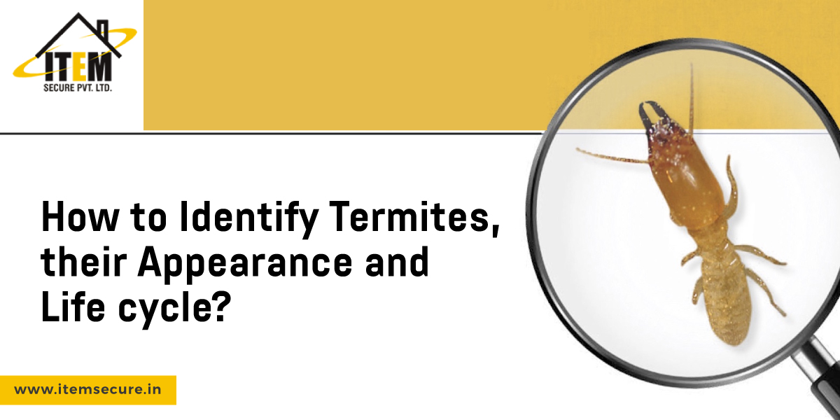 How to Identify Termites, their Appearance and Life cycle?
