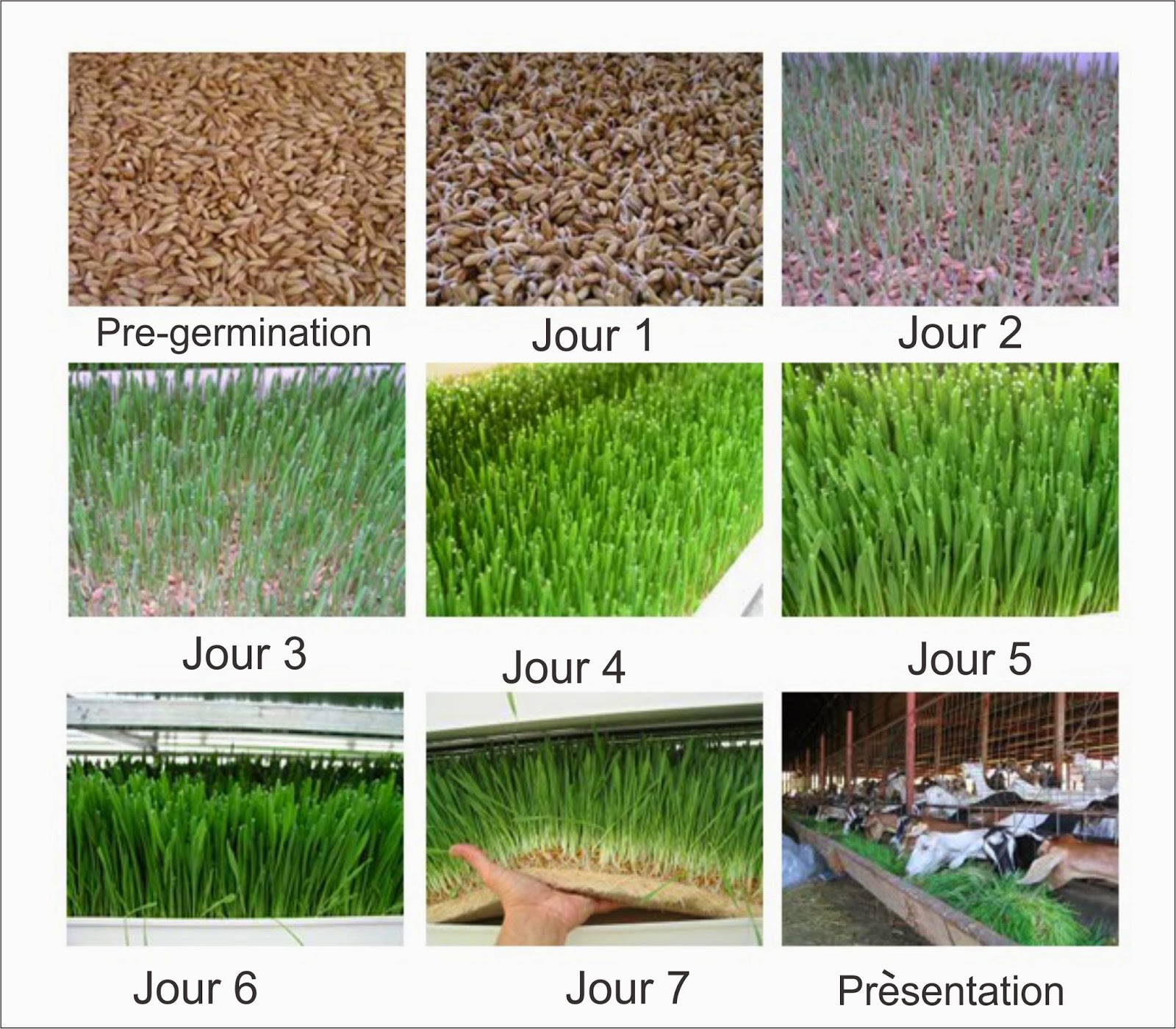 Formation en Fourrage vert Hydroponique Et conception des unites de ...