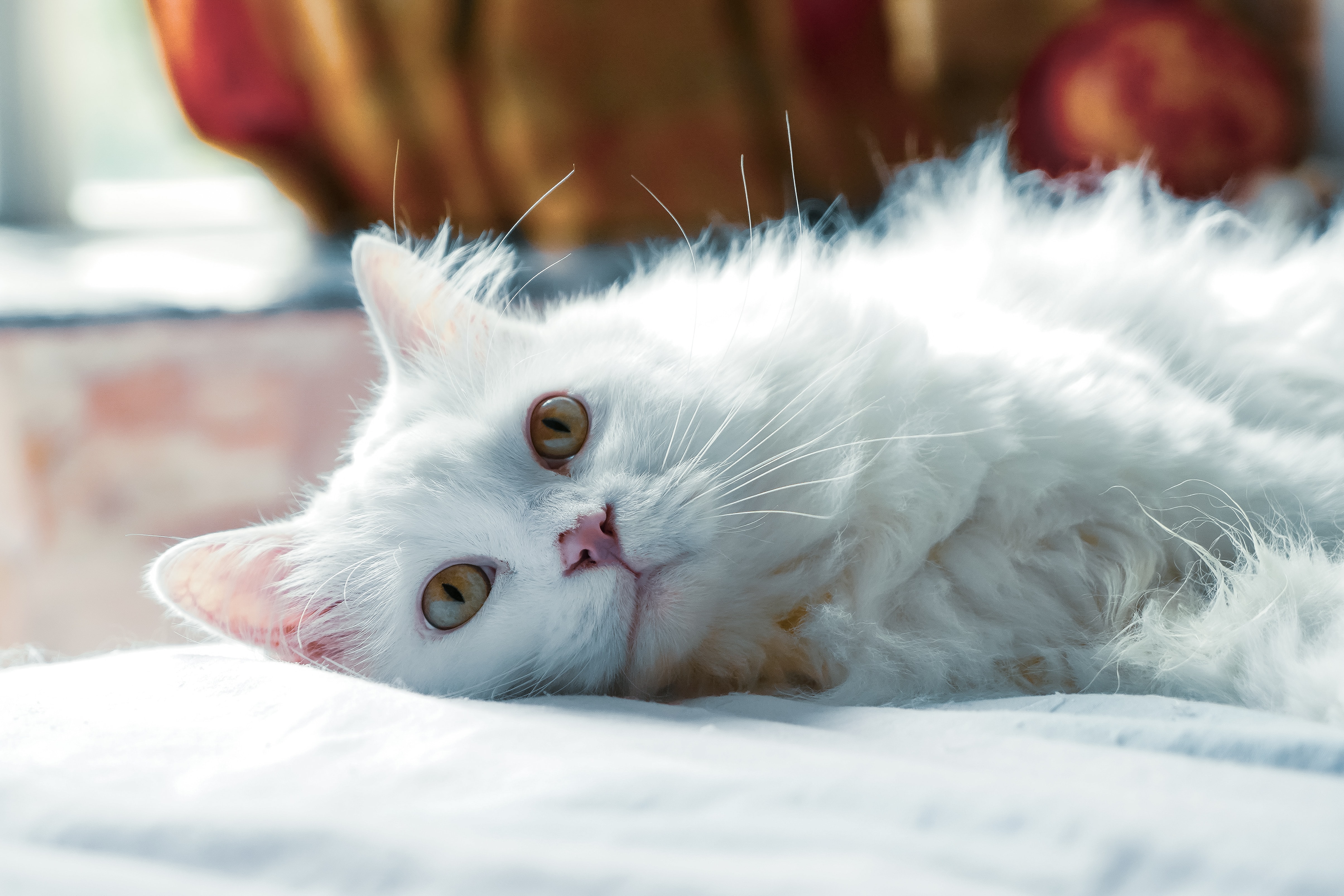 Kucing Turkish Angora (Ankara, Turkey) | meotuna