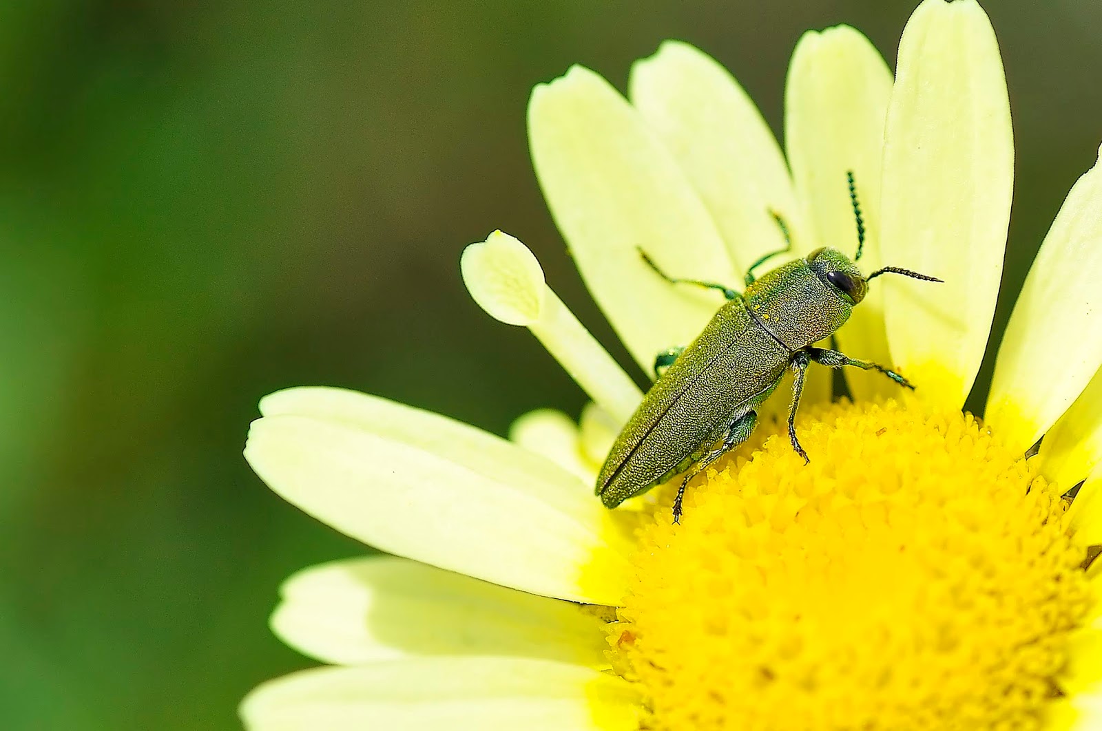 Catalogue of Organisms: Anthaxia: More Modest Jewels