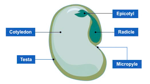 SEED STRUCTURE AND FUNCTION OF SEED