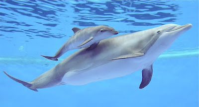 Delfines - Imagenes: Hermosa imagen de un delfin nadando con su cria bebe